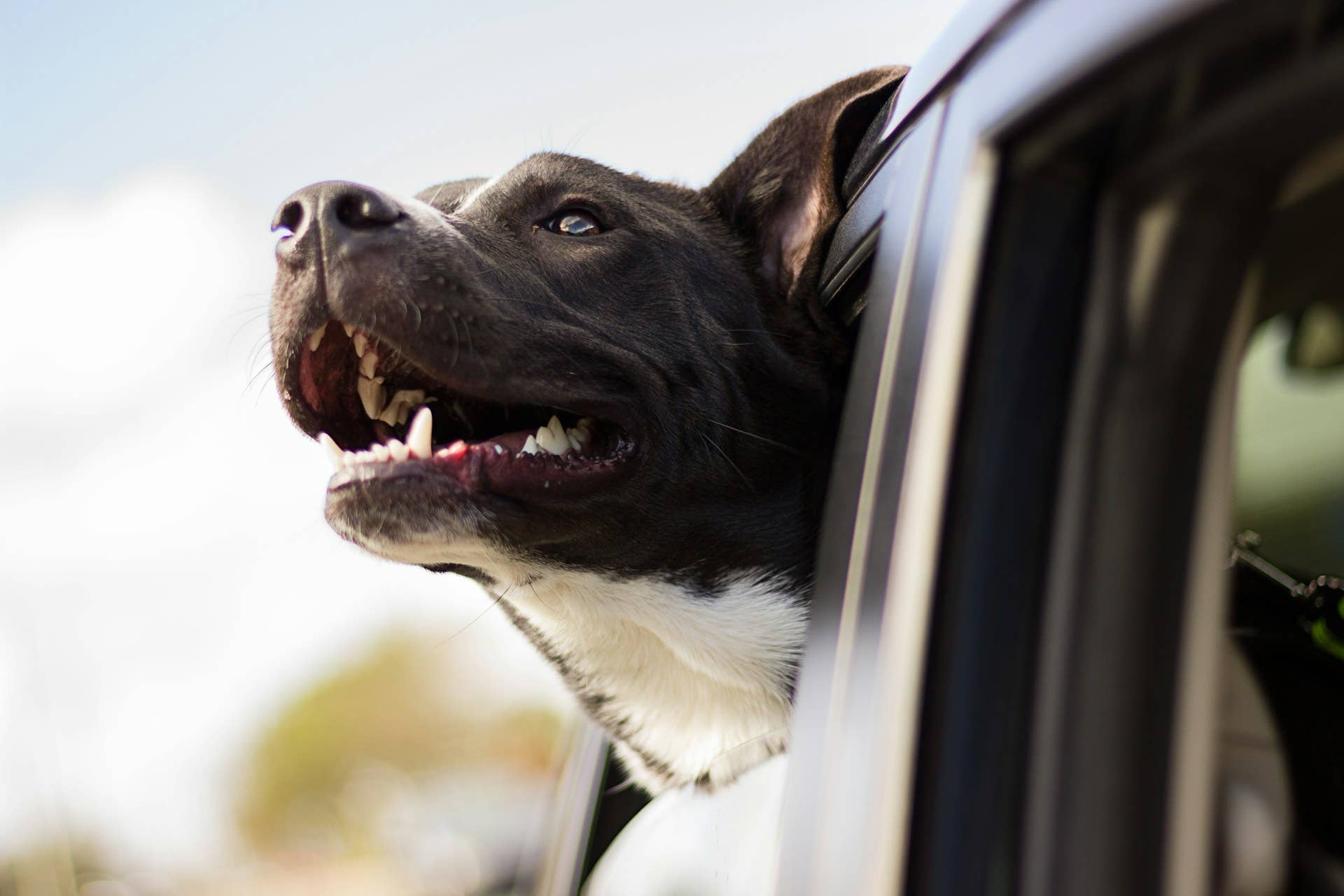 Car Names for Dogs: Hundreds of Auto-Inspired Name Ideas - AxleAddict