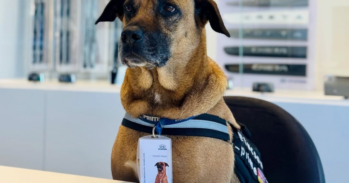 Meet Tucson Prime: The Dog Who Gave Hyundai a Heartwarming Boost - AxleAddict