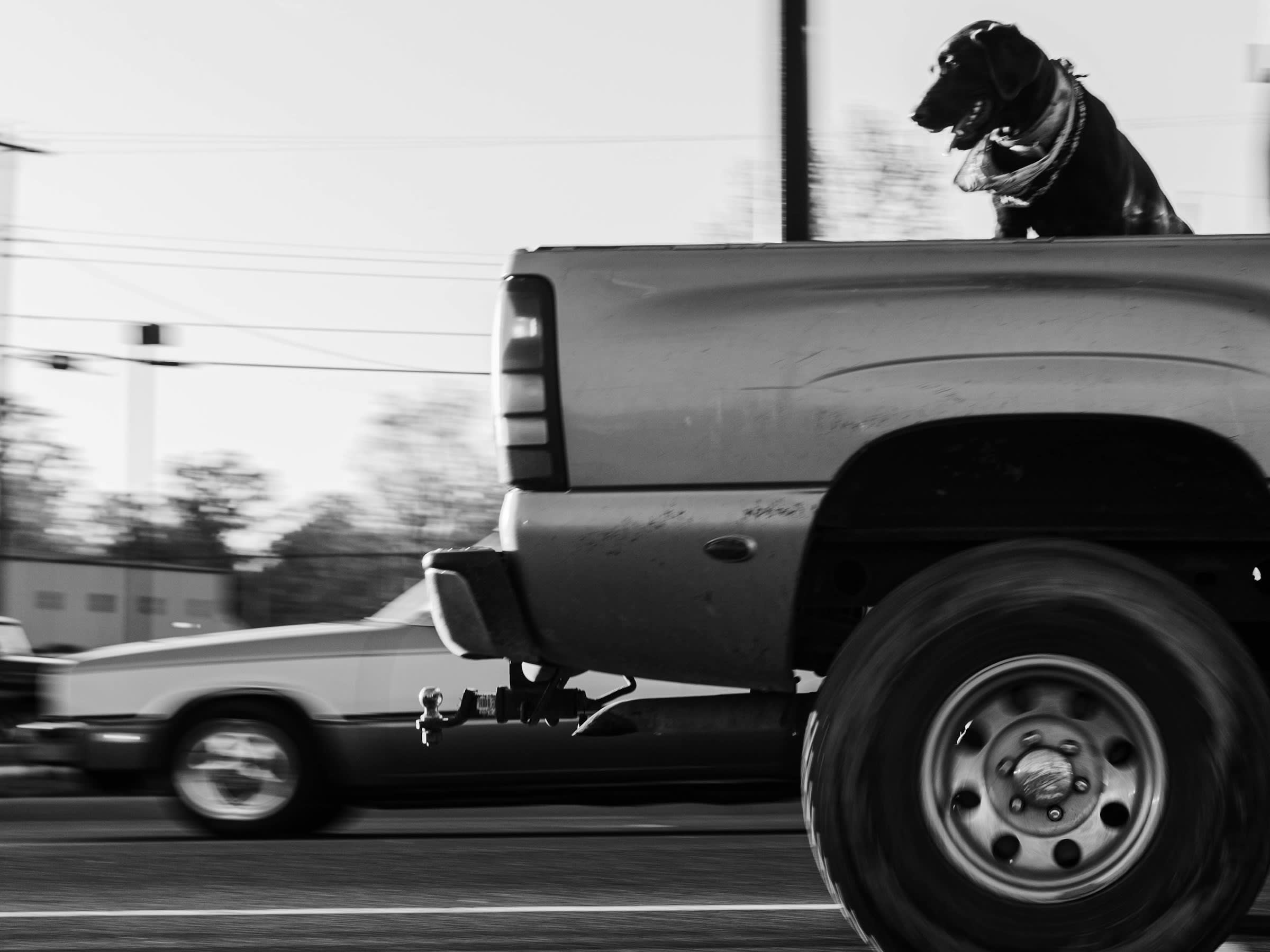 Car Names for Dogs: Hundreds of Auto-Inspired Name Ideas - AxleAddict