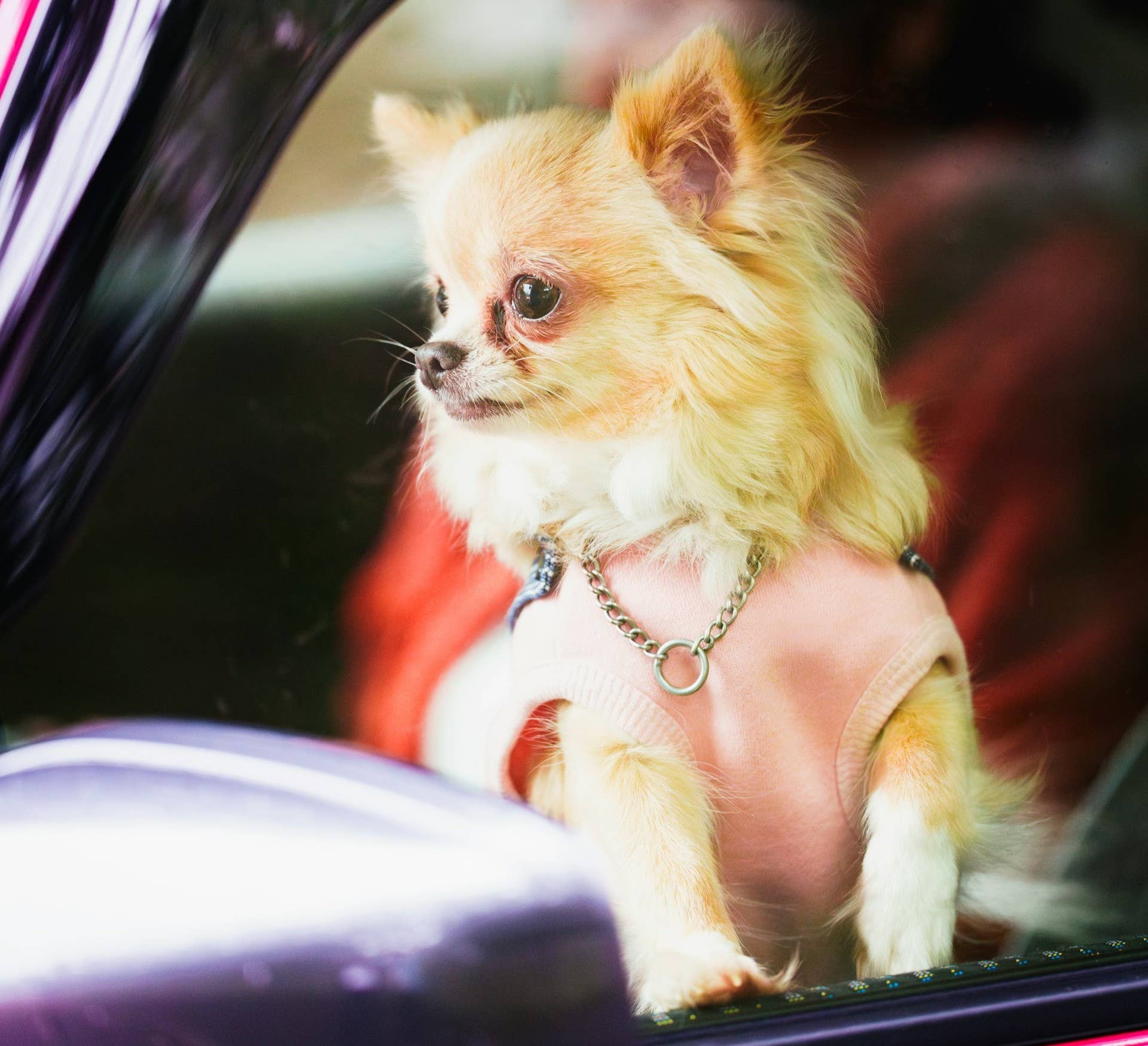 Car Names for Dogs: Hundreds of Auto-Inspired Name Ideas - AxleAddict