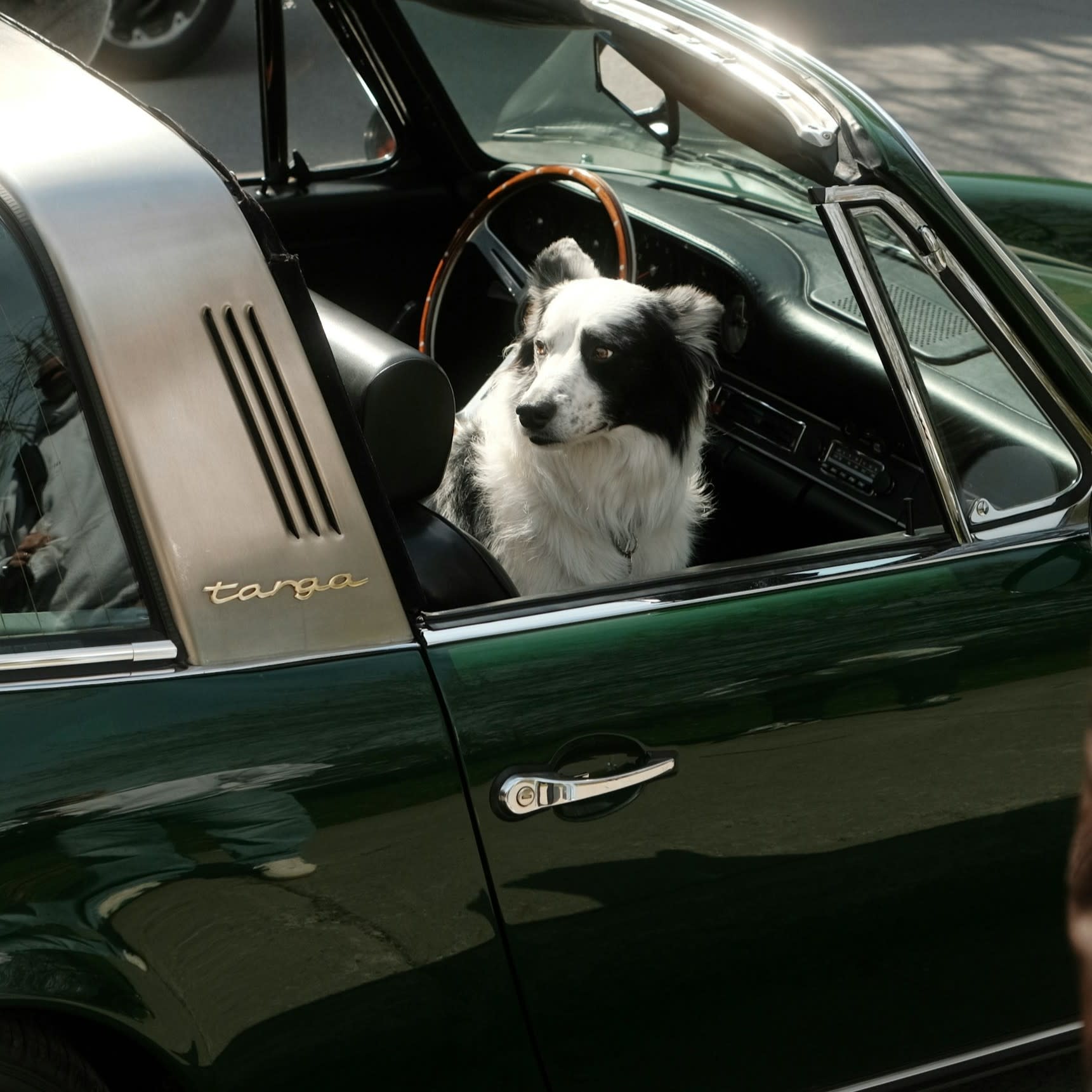 Car Names for Dogs: Hundreds of Auto-Inspired Name Ideas - AxleAddict