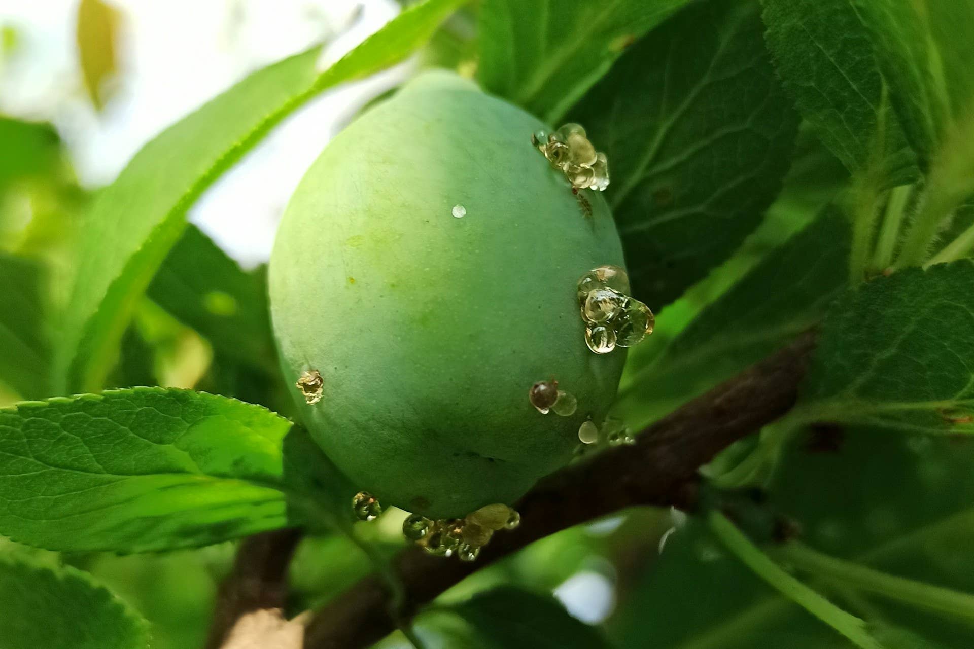 Remove Tree Sap From Car Paint Without Damage - AxleAddict