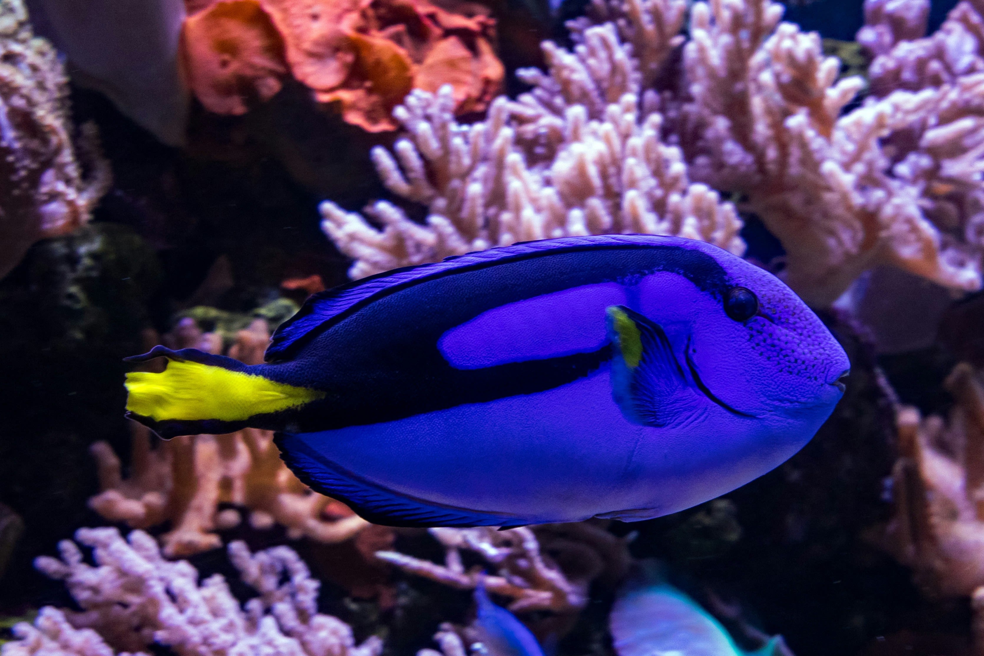 Best Blue Car Names Inspired by Famous Characters - AxleAddict