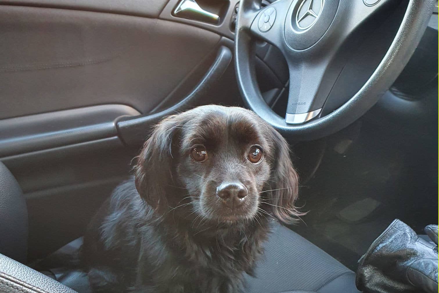 How to Get Dog Smell Out of Car - AxleAddict