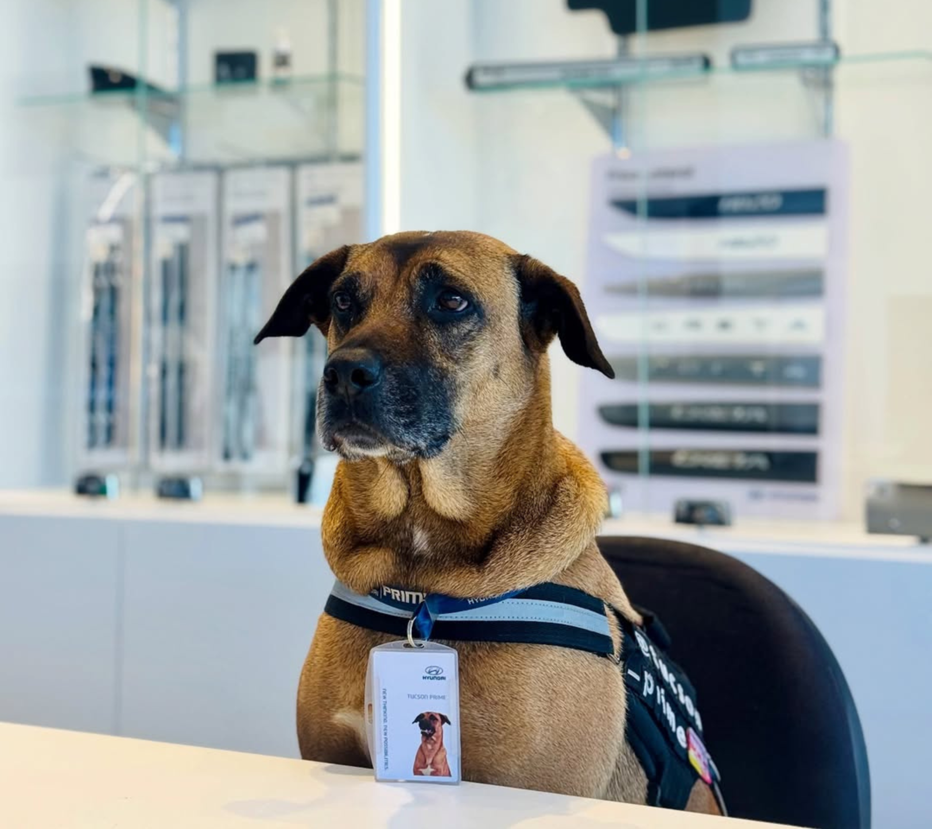 Meet Tucson Prime: The Dog Who Gave Hyundai a Heartwarming Boost ...