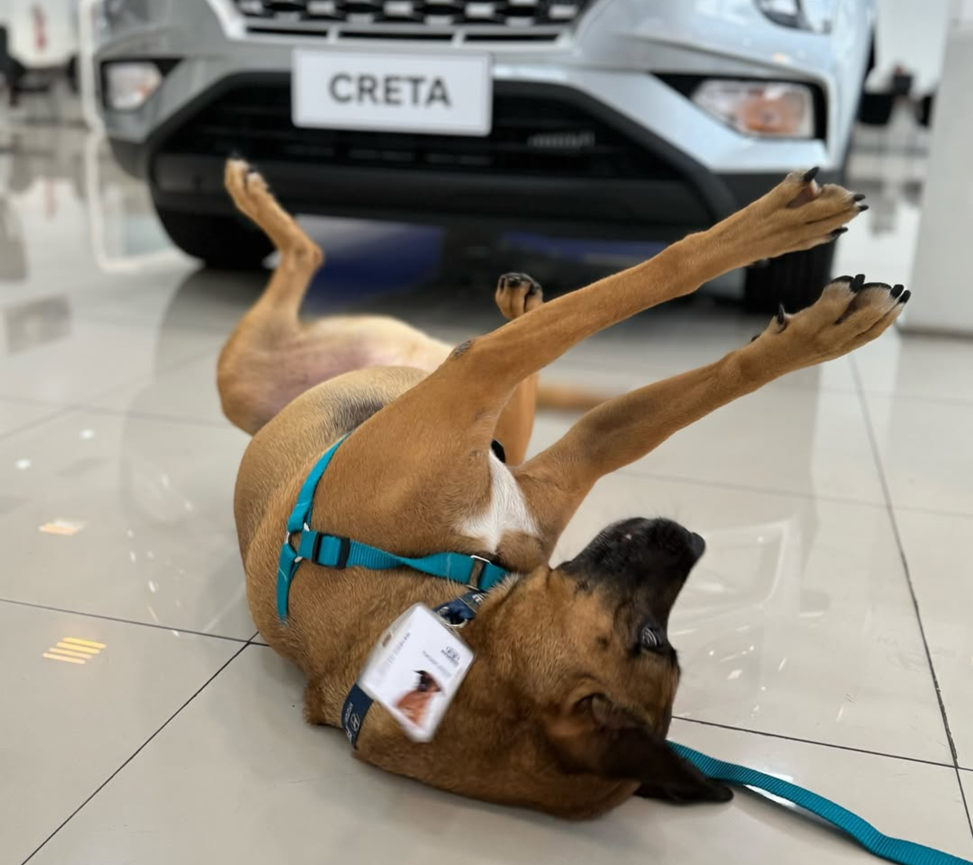 Meet Tucson Prime: The Dog Who Gave Hyundai a Heartwarming Boost ...